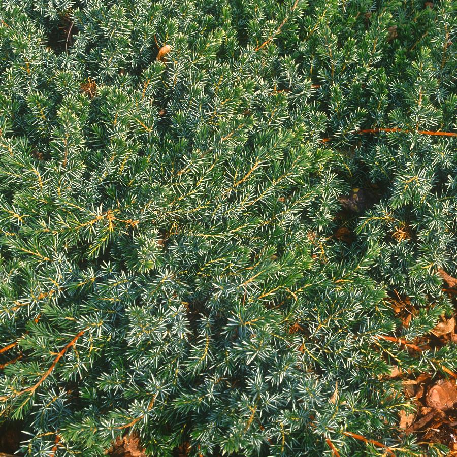 JUNIPERUS conferta 'BLUE PACIFIC' | Minier Solution Pro