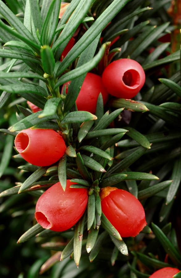 TAXUS baccata | Minier Solution Pro