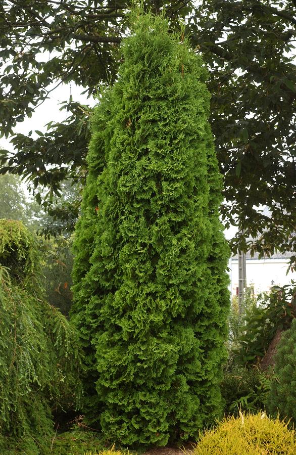 THUJA occidentalis 'PYRAMIDALIS COMPACTA' | Minier Solution Pro