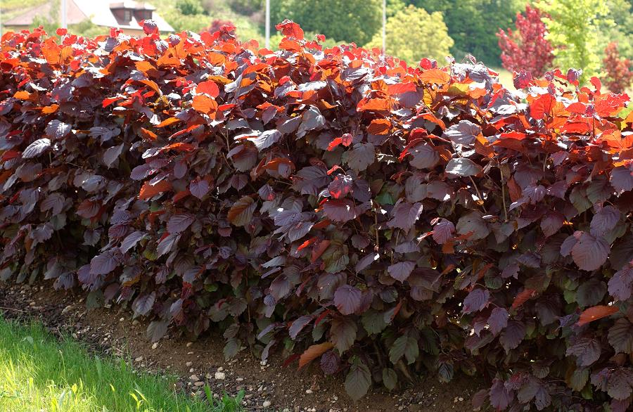 CORYLUS maxima 'PURPUREA' | Minier Solution Pro
