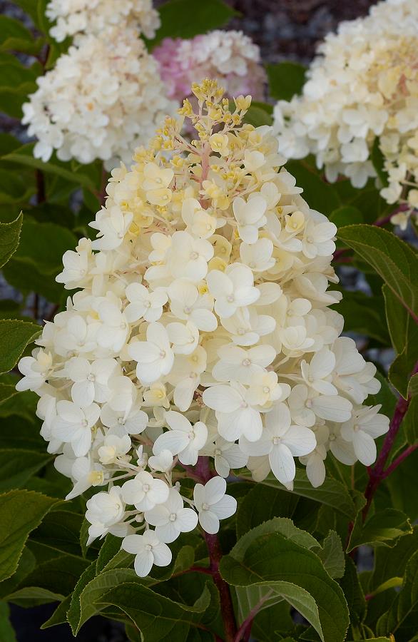 HYDRANGEA paniculata 'SILVER DOLLAR' | Minier Solution Pro
