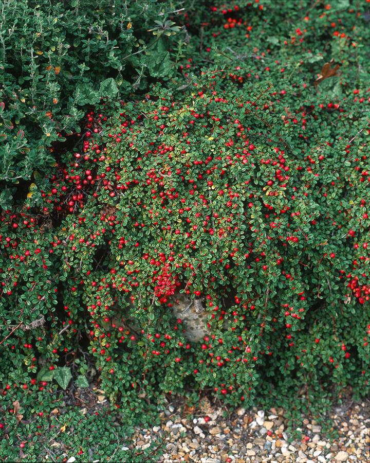 COTONEASTER microphyllus 'STREIB'S FINDLING' | Minier Solution Pro