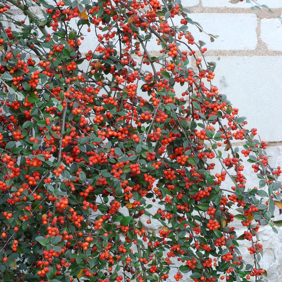 COTONEASTER