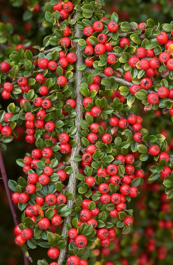COTONEASTER