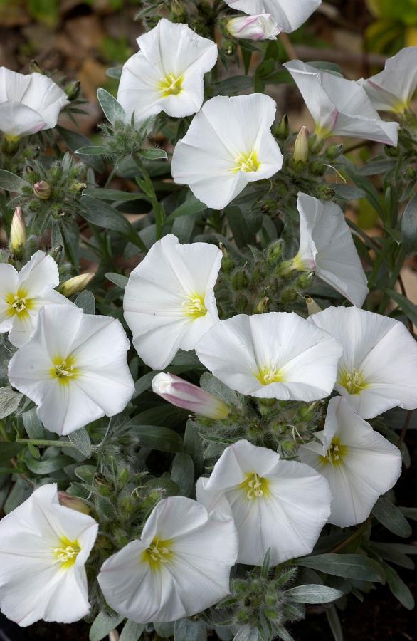 CONVOLVULUS cneorum | Minier Solution Pro