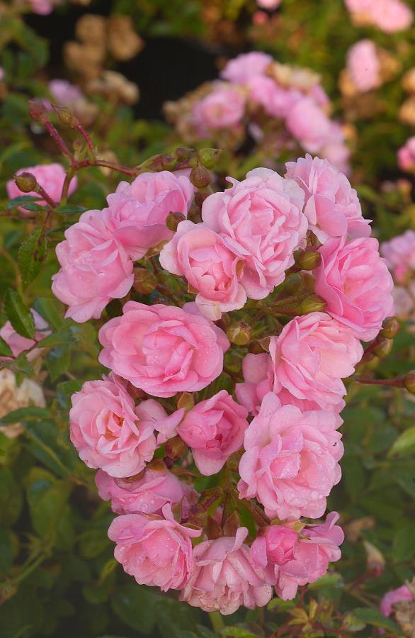 ROSIER 'THE FAIRY' | Minier Solution Pro