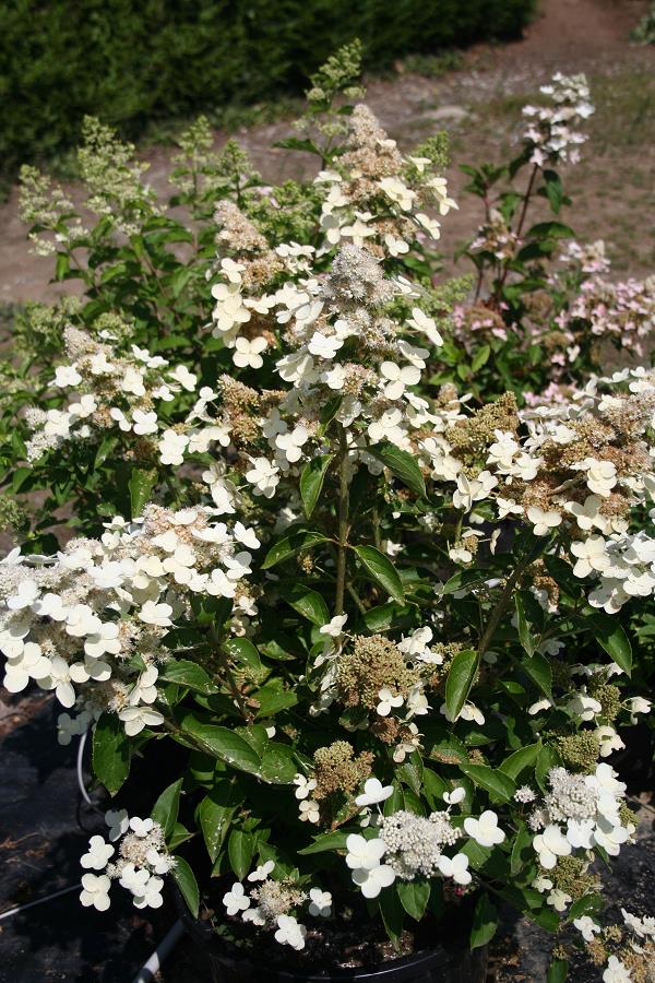 HYDRANGEA paniculata PRIM' WHITE (R) 'Dolprim' cov | Minier Solution Pro
