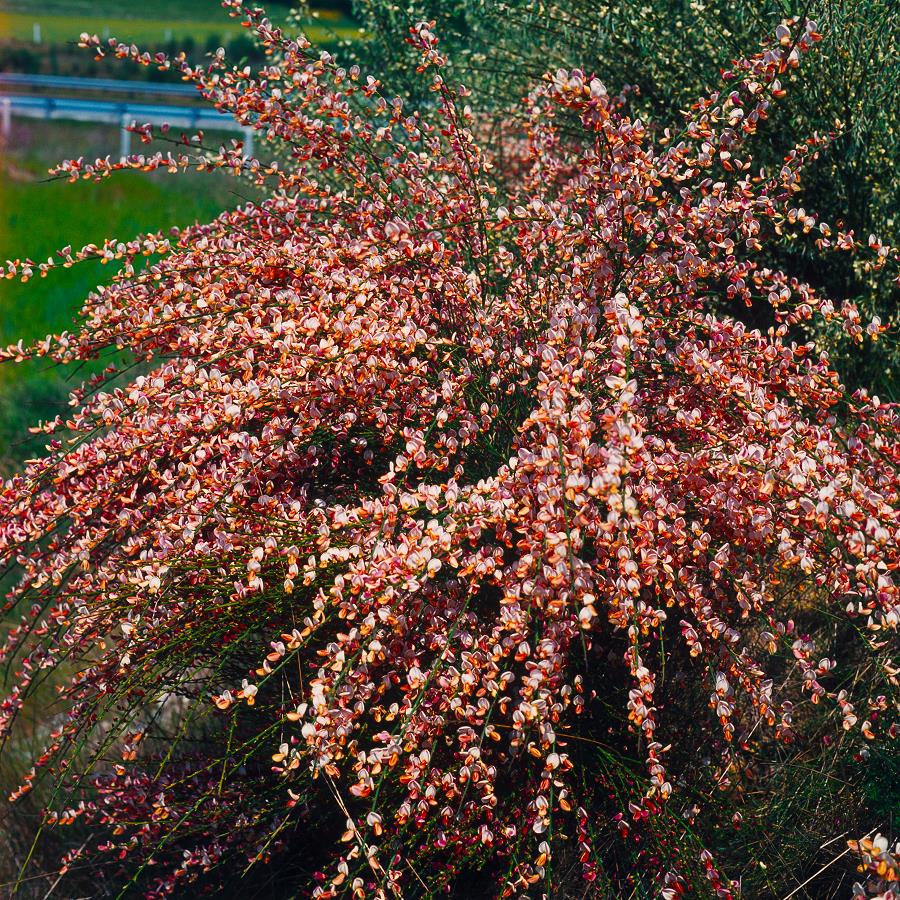 CYTISUS 'HOLLANDIA' | Minier Solution Pro