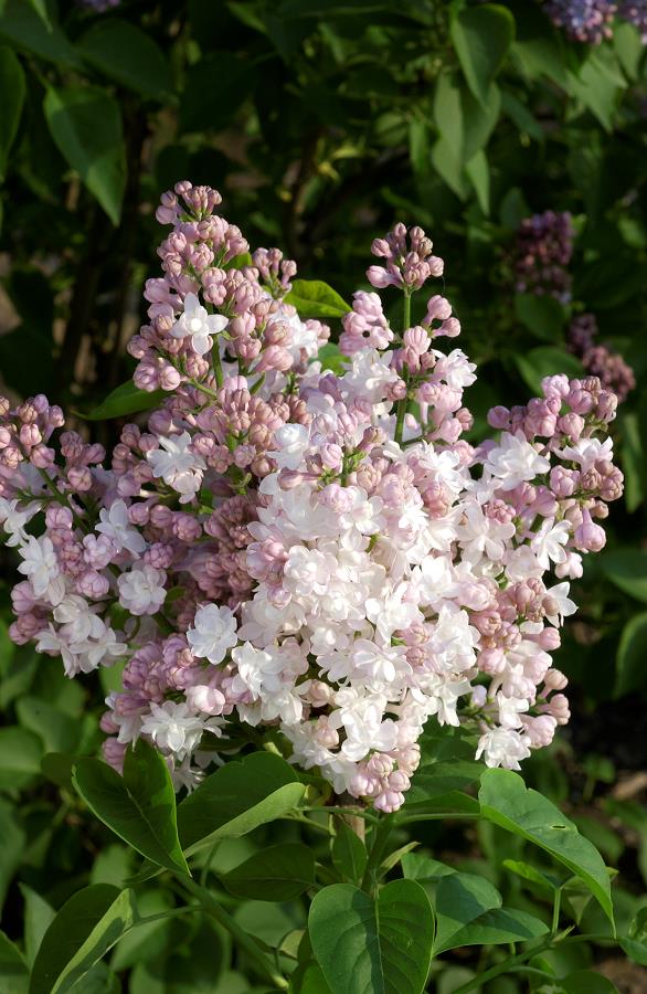 SYRINGA vulgaris 'BELLE DE MOSCOU' | Minier Solution Pro