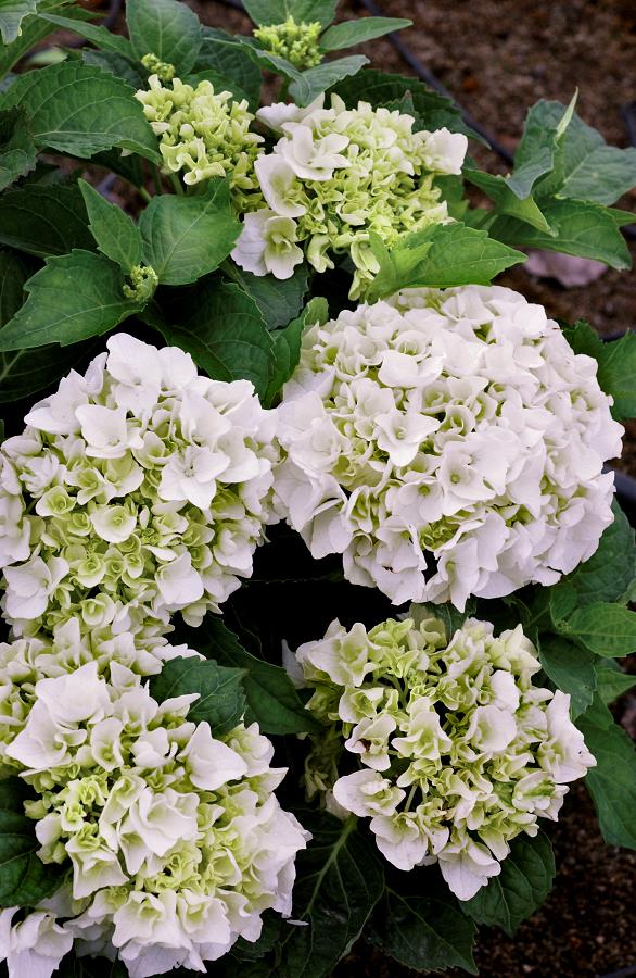 HYDRANGEA macrophylla 'IMMACULATA' | Minier Solution Pro