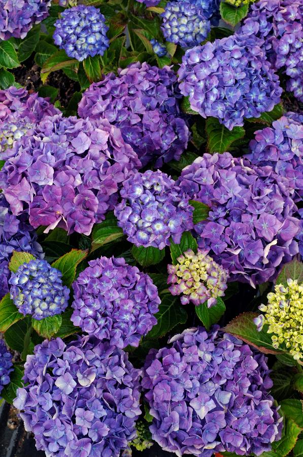 HYDRANGEA macrophylla 'MATHILDA GUTGES' | Minier Solution Pro