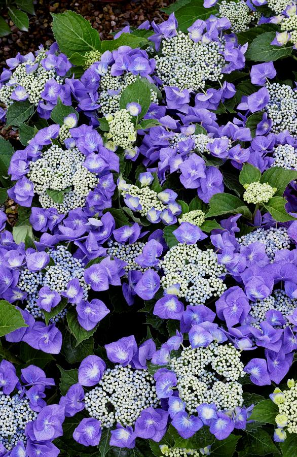 HYDRANGEA macrophylla 'BLAUMEISE' | Minier Solution Pro