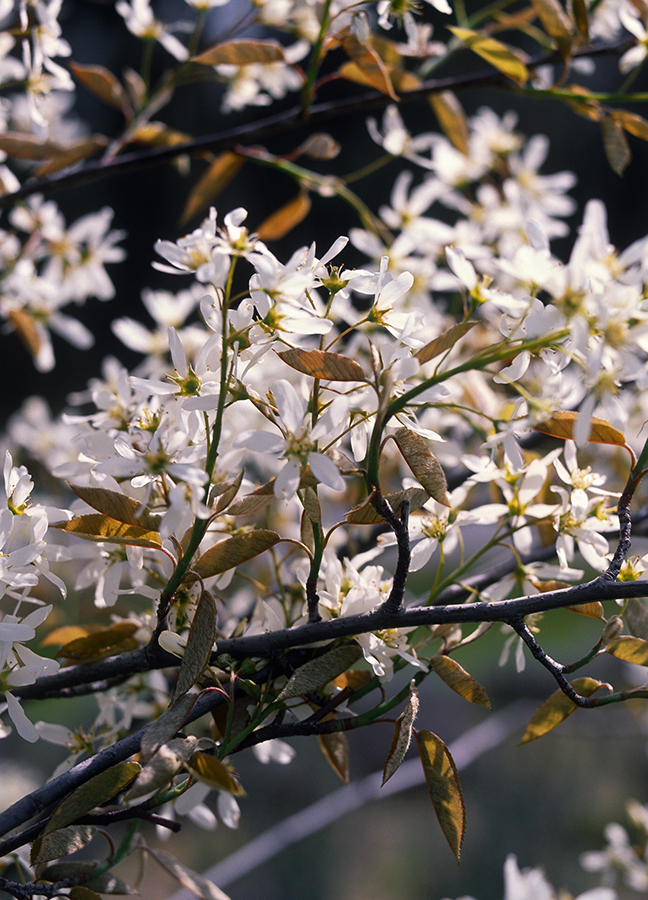 AMELANCHIER canadensis 'Prince William' | Minier Solution Pro