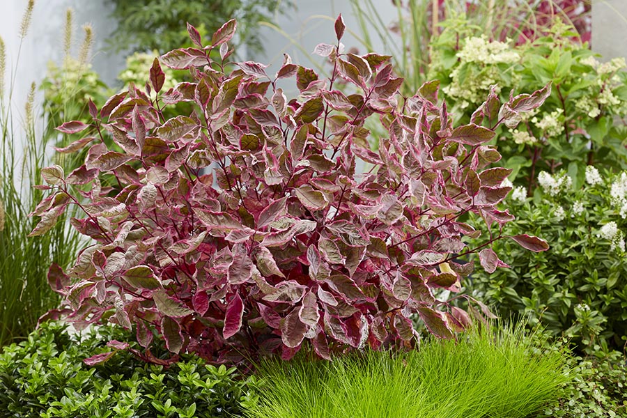 CORNUS alba MIRACLE (R) 'Verpaalen2' cov | Minier Solution Pro
