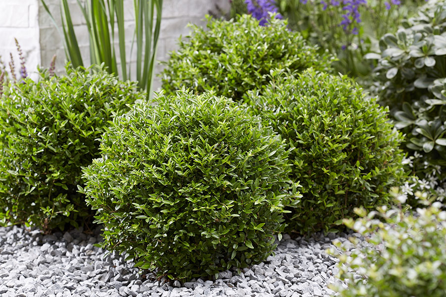 LONICERA nitida GARDEN CLOUDS (R) GREEN BREEZE 'GRLN01' cov | Minier ...