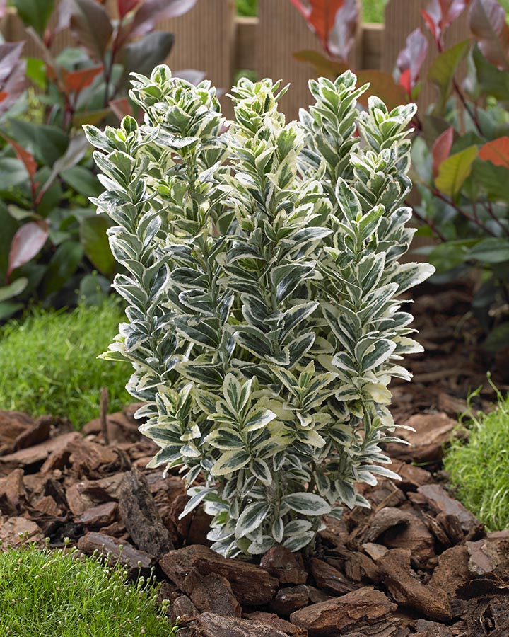 EUONYMUS japonicus 'White Spire' cov | Minier Solution Pro