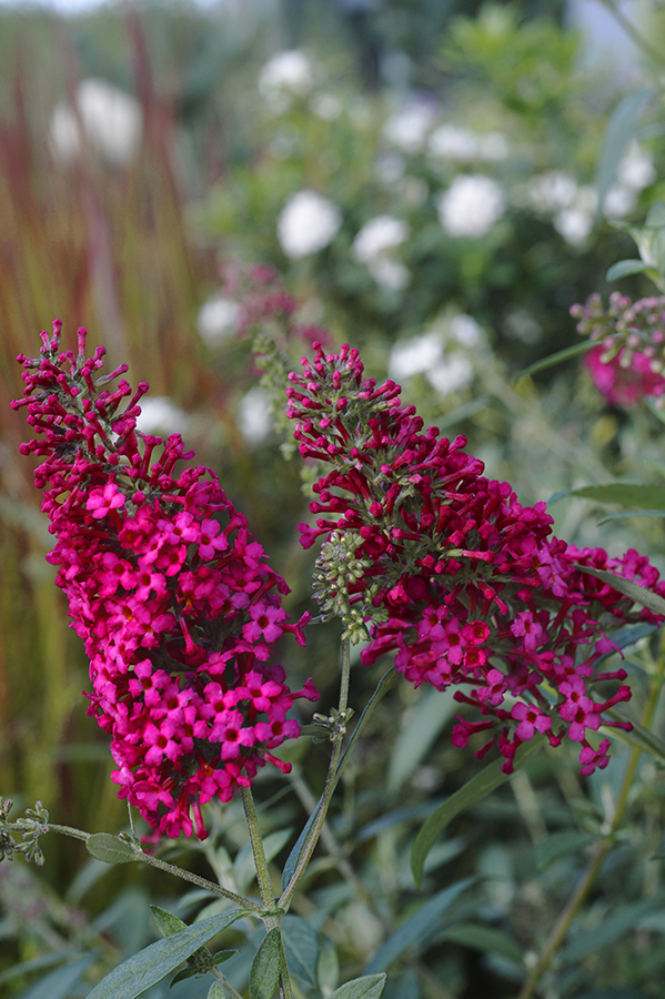 BUDDLEJA davidii 'Prince Charming' cov | Minier Solution Pro