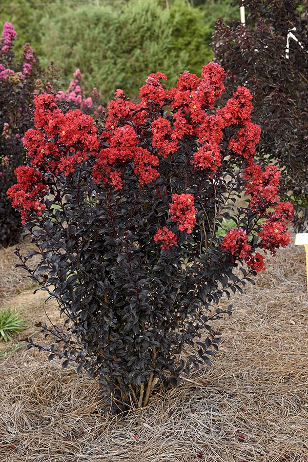 LAGERSTROEMIA FE (R) SUNSET MAGIC (R) 'Piilag IX' | Minier Solution Pro