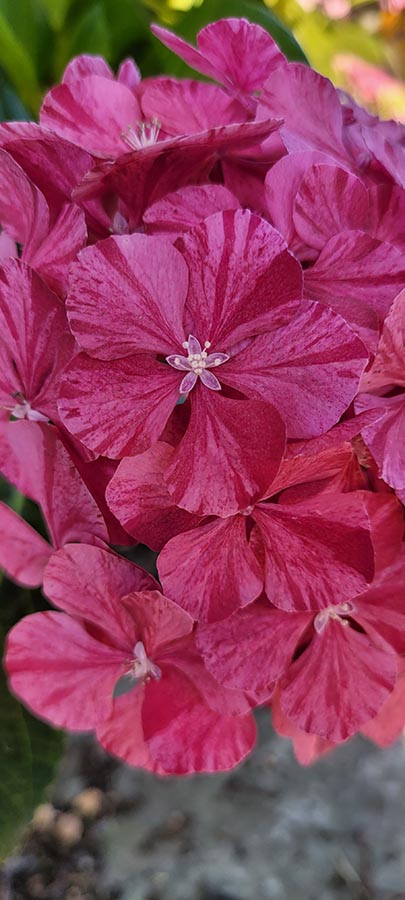 HYDRANGEA macrophylla PINKY BINDER (R) 'Pinhydrbin12' | Minier Solution Pro