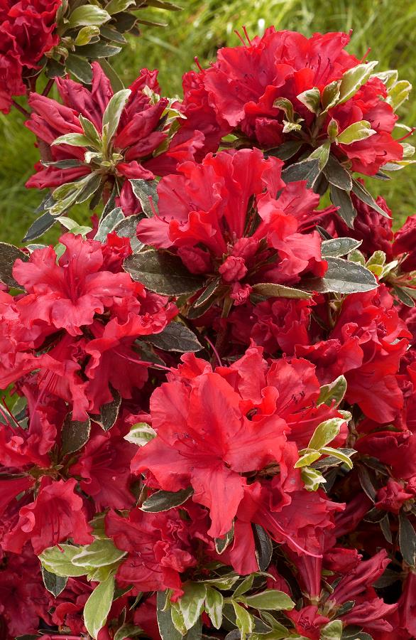 AZALEA japonica 'HOT SHOT VARIEGATA' | Minier Solution Pro