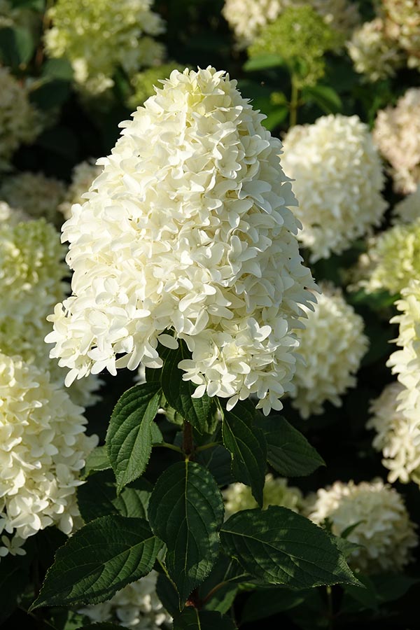 HYDRANGEA paniculata SKYFALL 'Frenne' cov | Minier Solution Pro