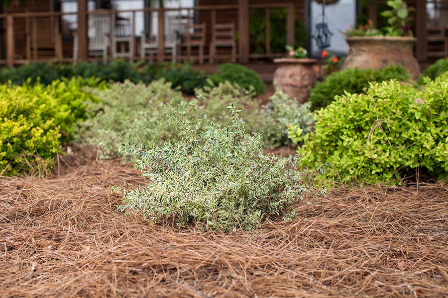 ABELIA x grandiflora FE (R) VANILLA BRANDY 'Bailbeliaone' | Minier ...