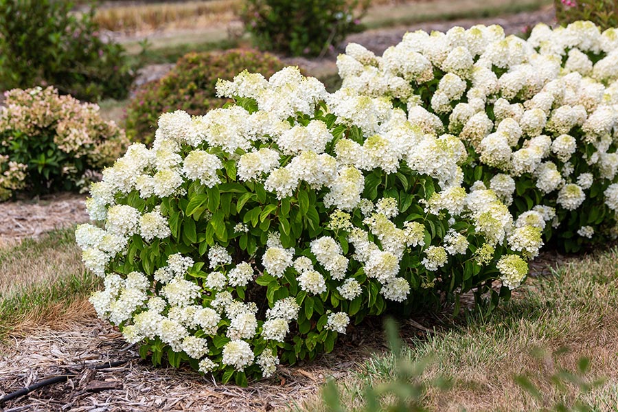 HYDRANGEA paniculata FE (R) LITTLE HOTTIE 'Bailpanone' cov | Minier Solution Pro