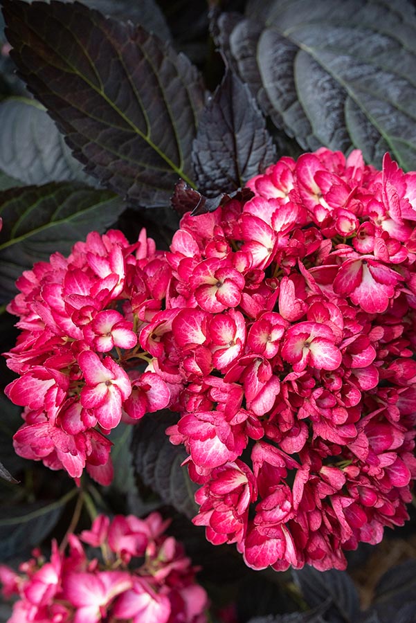 HYDRANGEA macrophylla FE (R) ECLIPSE (R) 'Bailmacseven' cov | Minier Solution Pro