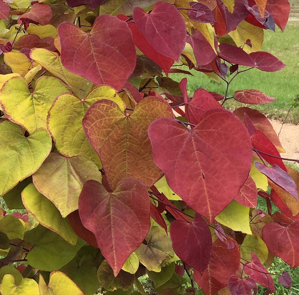 CERCIS canadensis ETERNAL FLAME (R) 'NC2016 2' cov | Minier Solution Pro