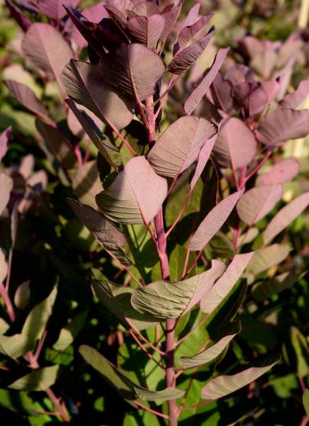 COTINUS coggygria FLAMISSIMO (R) 'Mincofla20' cov | Minier Solution Pro