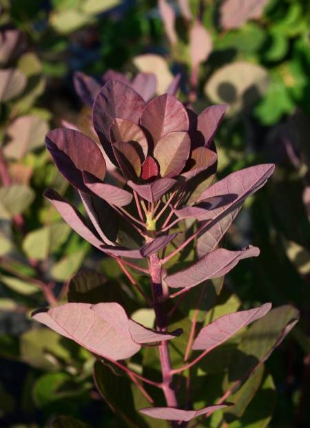 COTINUS coggygria FLAMISSIMO (R) 'Mincofla20' cov | Minier Solution Pro