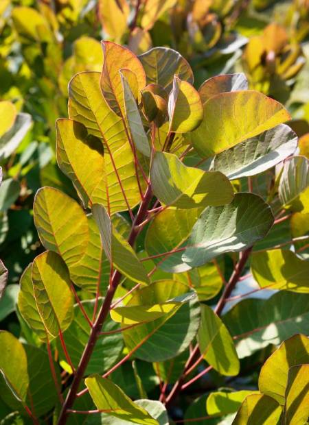 COTINUS coggygria FLAMISSIMO (R) 'Mincofla20' cov | Minier Solution Pro