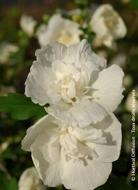 Hibiscus Syriacus White Chiffon R Notwoodtwo Cov Minier Solution Pro