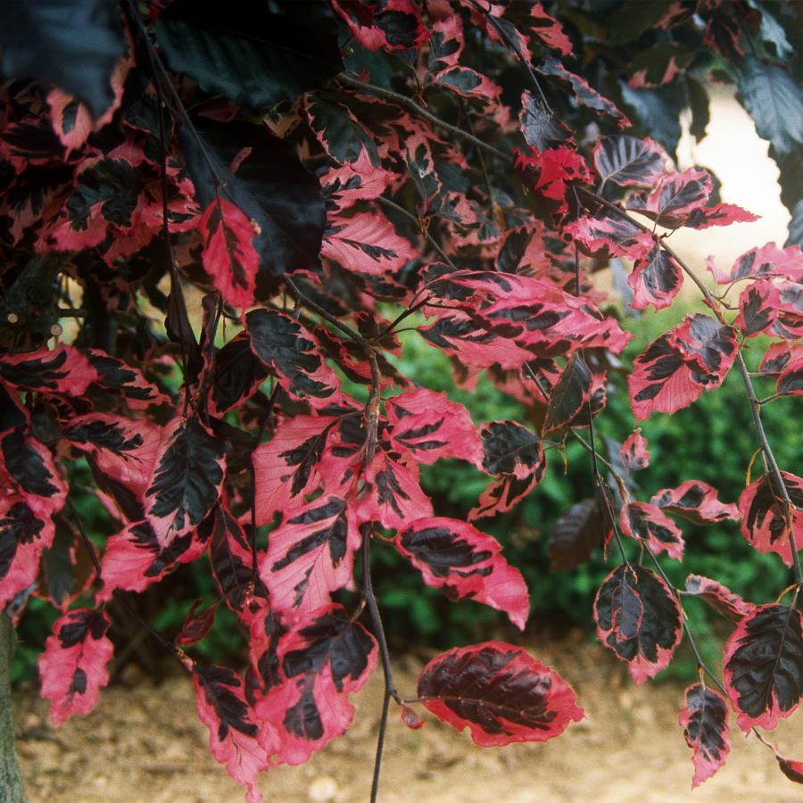 FAGUS sylvatica 'TRICOLOR' | Minier Solution Pro