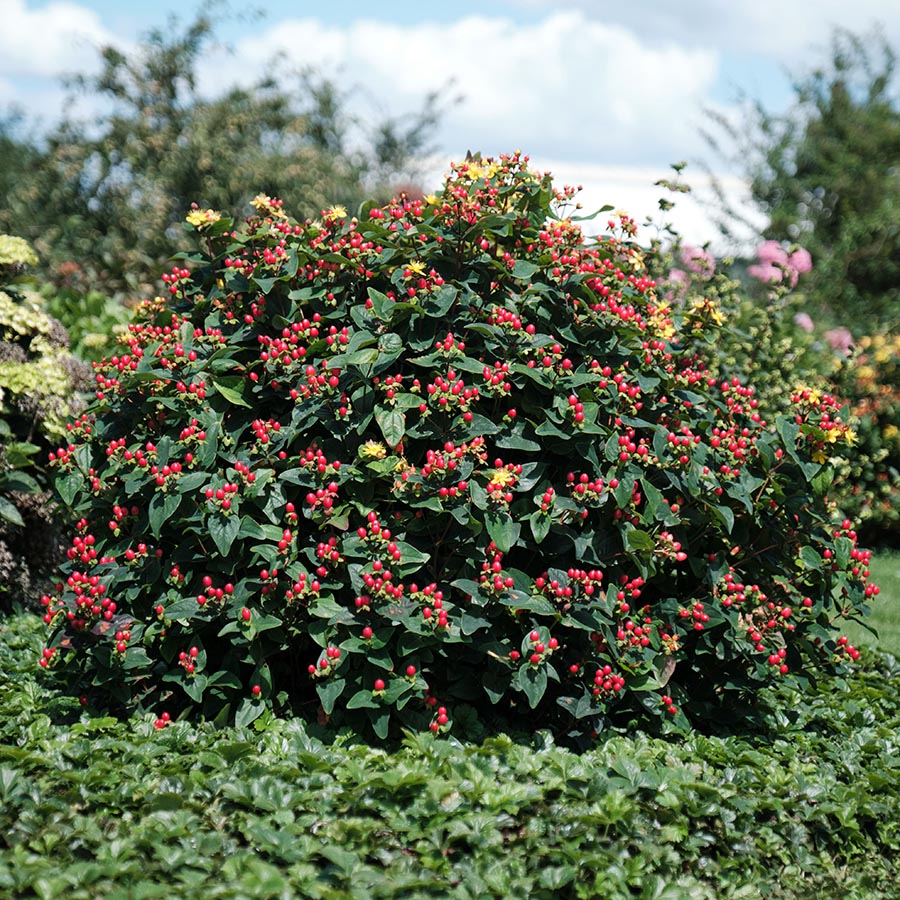 HYPERICUM x inodorum MAGICAL (R) LIGHTNING 'Kolmligh' cov | Minier ...