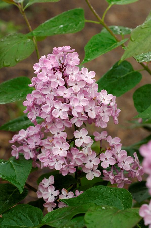 SYRINGA x hyacinthiflora 'MAIDEN'S BLUSH' | Minier Solution Pro