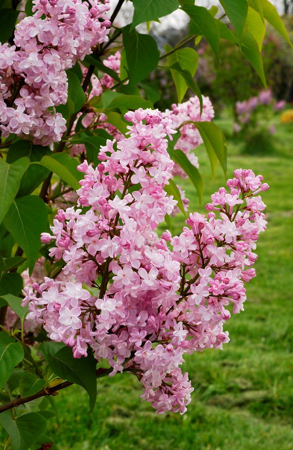 SYRINGA vulgaris 'ZHEMCHUZHINA' | Minier Solution Pro