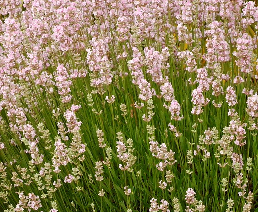 LAVANDULA angustifolia 'ROSEA' | Minier Solution Pro