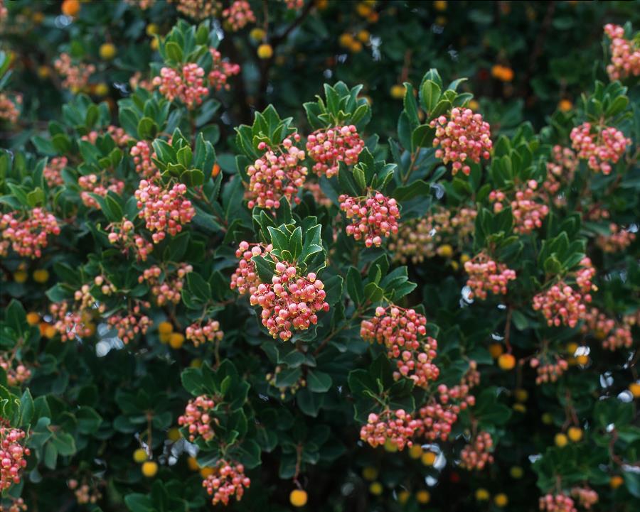 ARBUTUS unedo 'RUBRA' | Minier Solution Pro