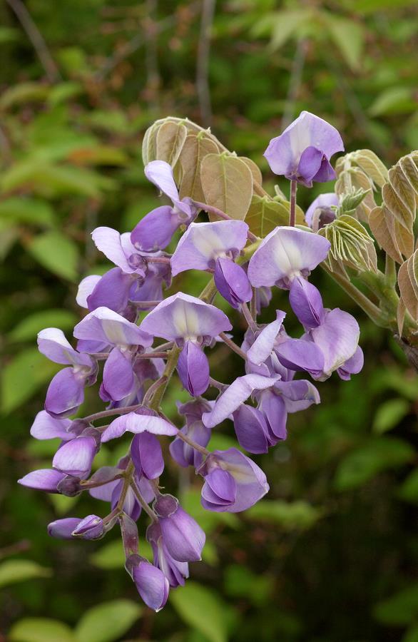 WISTERIA venusta 'OKAYAMA' | Minier Solution Pro
