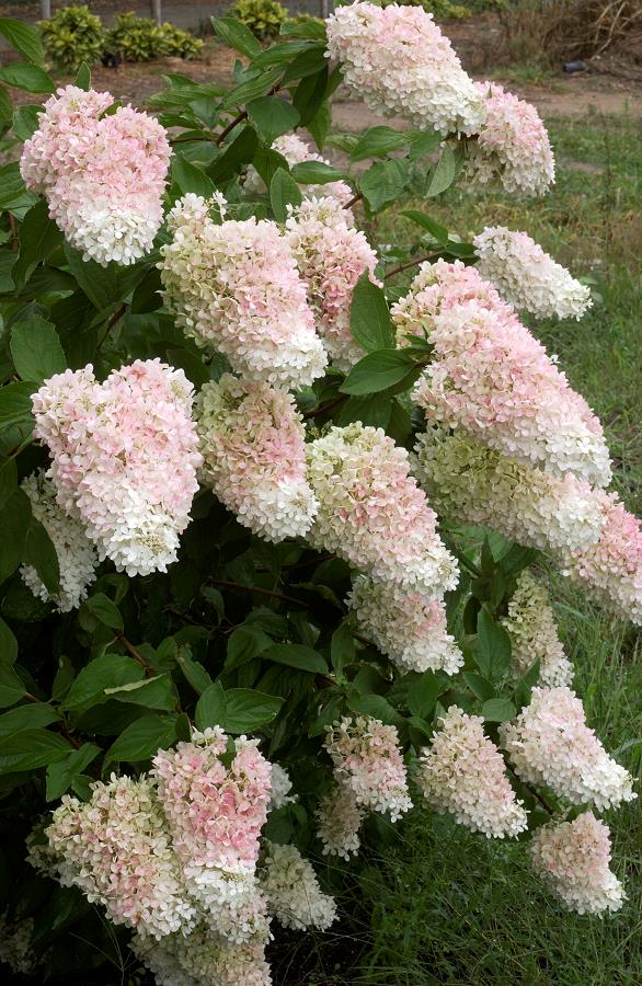 HYDRANGEA paniculata 'GRANDIFLORA' | Minier Solution Pro