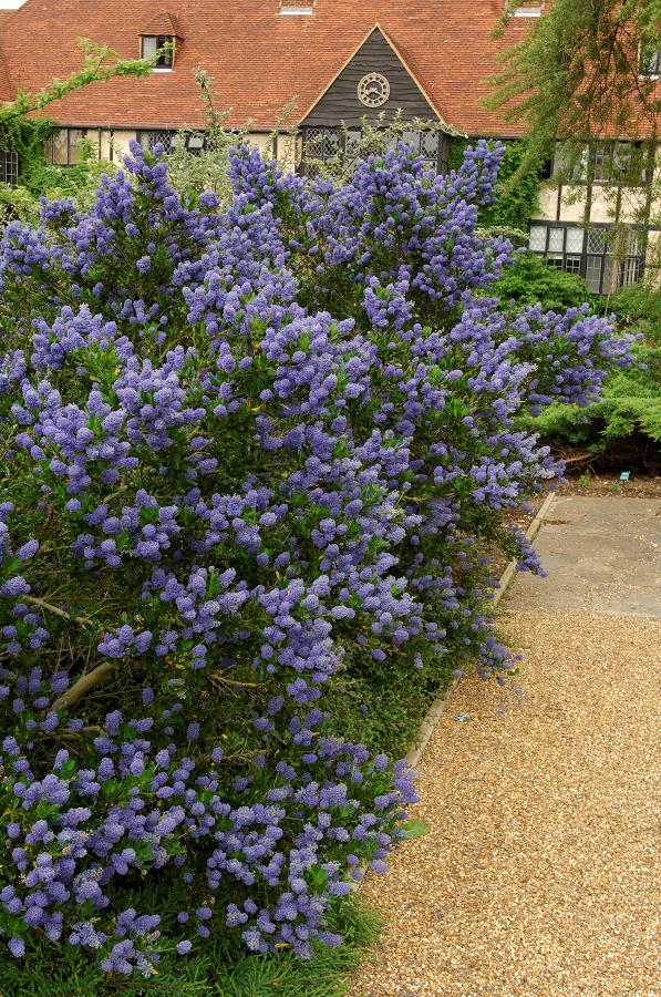CEANOTHUS 'VICTORIA' | Minier Solution Pro