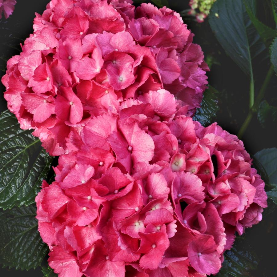HYDRANGEA macrophylla 'RED BARON' | Minier Solution Pro