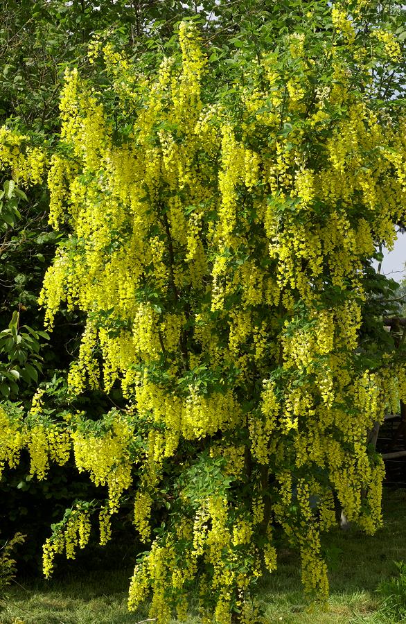 LABURNUM x watereri 'VOSSII' | Minier Solution Pro