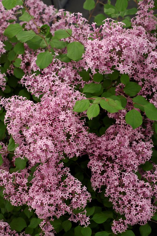 SYRINGA RED PIXIE | Minier Solution Pro