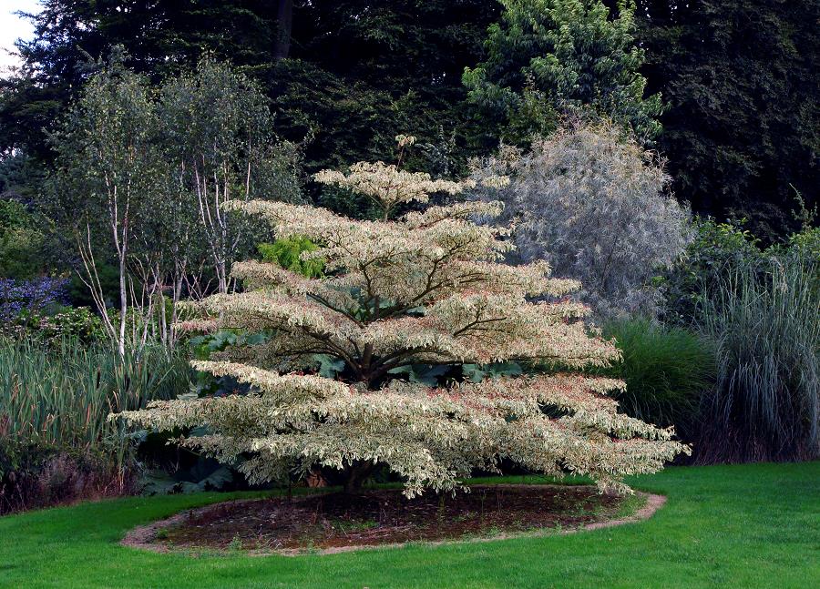 CORNUS controversa 'VARIEGATA' | Minier Solution Pro