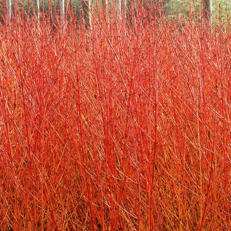 CORNUS sanguinea 'MID WINTER FIRE' | Minier Solution Pro