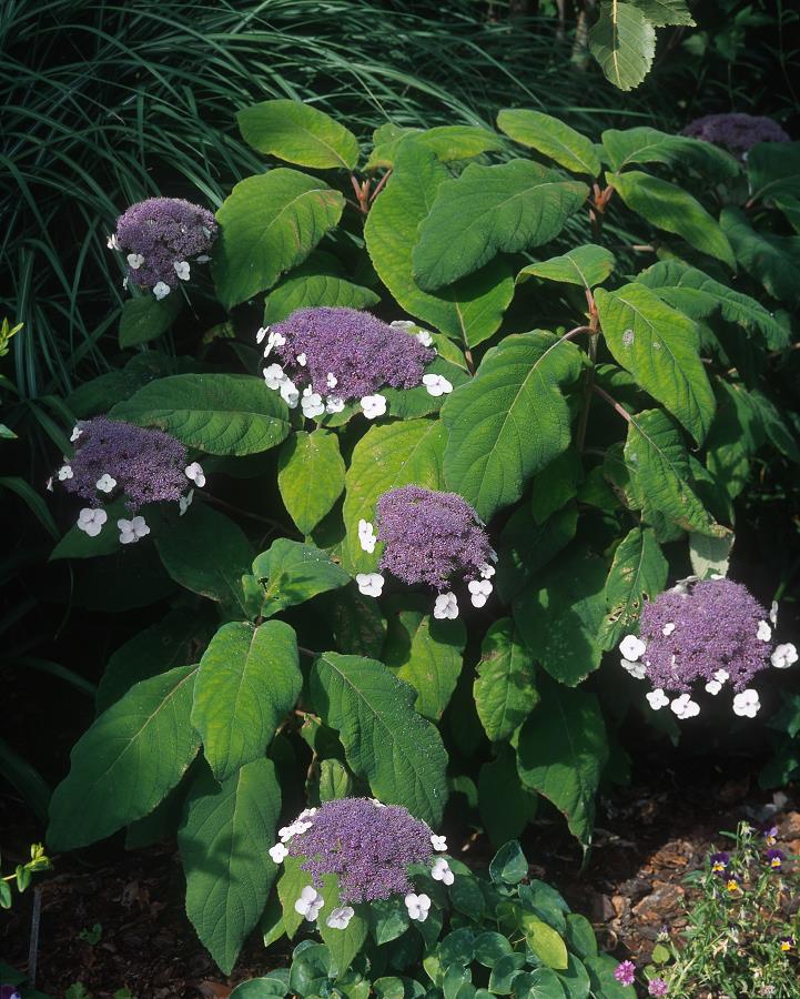 HYDRANGEA aspera 'MACROPHYLLA' | Minier Solution Pro