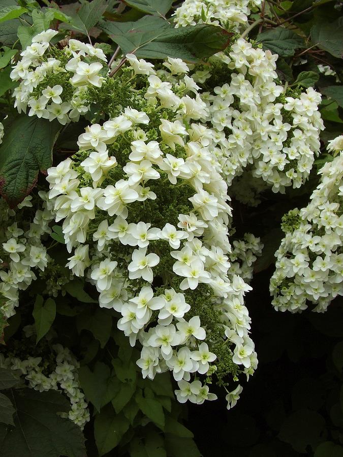 HYDRANGEA quercifolia SNOWFLAKE 'Brido' | Minier Solution Pro