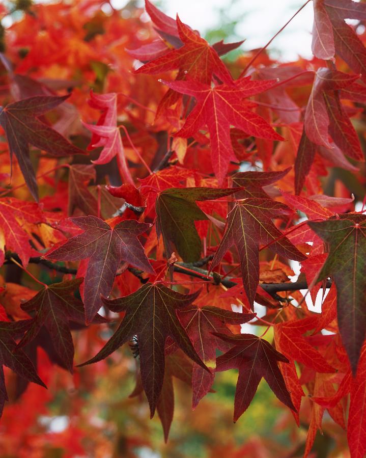 LIQUIDAMBAR styraciflua 'WORPLESDON' | Minier Solution Pro